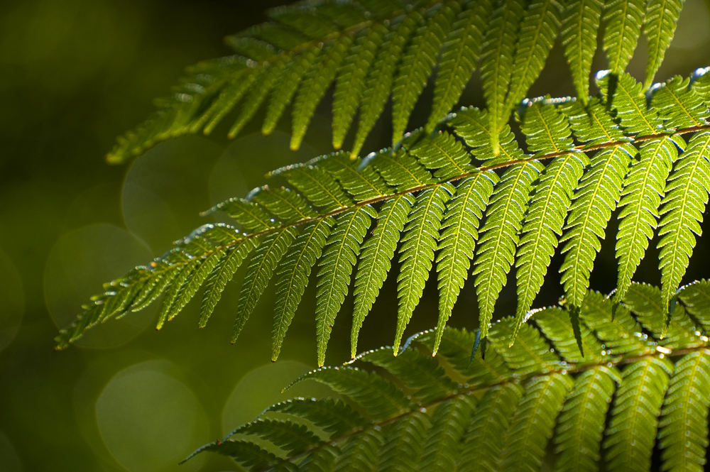 Bioacoustics Research